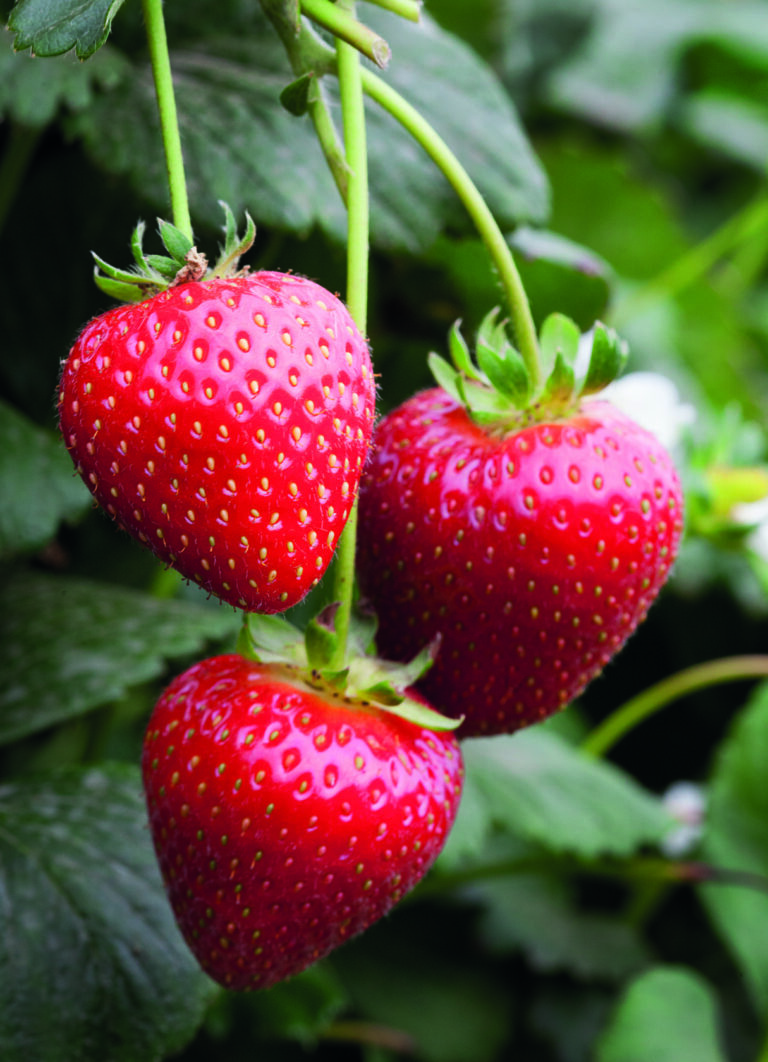 Zes dingen over aardbeien die je nog niet wist | FavorFlav
