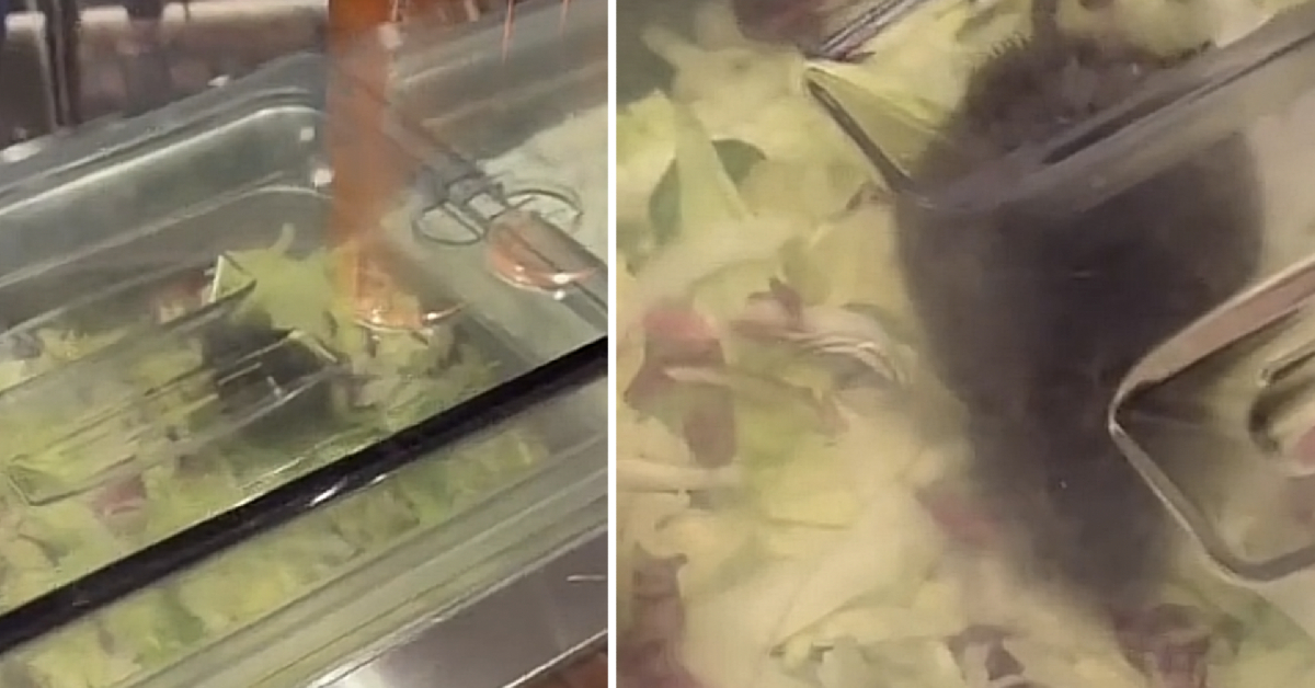 Wow: rat gespot tussen de sla bij Grieks restaurant | FavorFlav