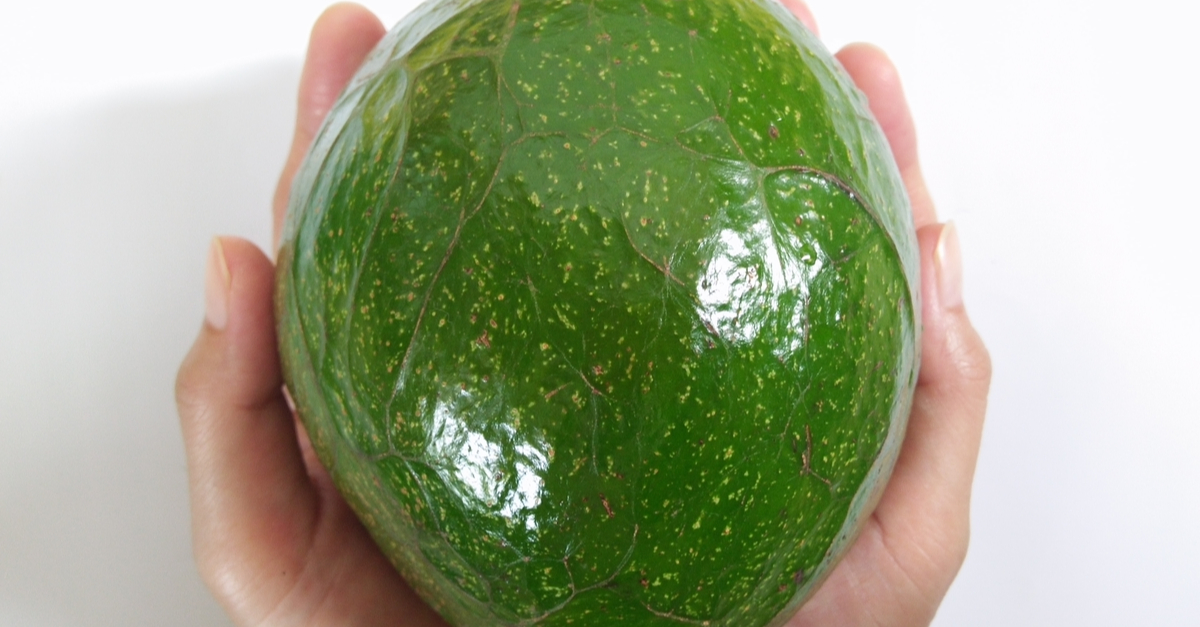 Ze doen geen kwaad maar ze zijn wel gigantisch: de Avozilla ...