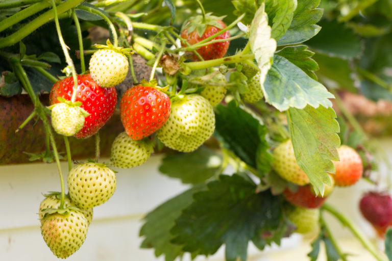 Hoe kies je de lekkerste aardbeien? | FavorFlav